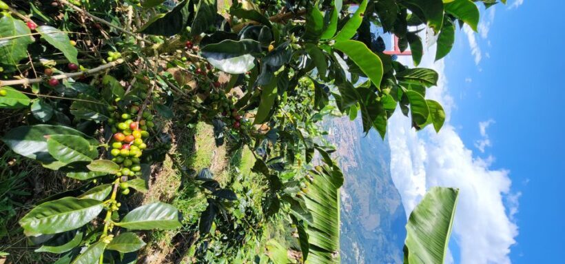 Medellin: Coffee Farm Tour & Spa with Overnight Glamping - Practicalities and Value
