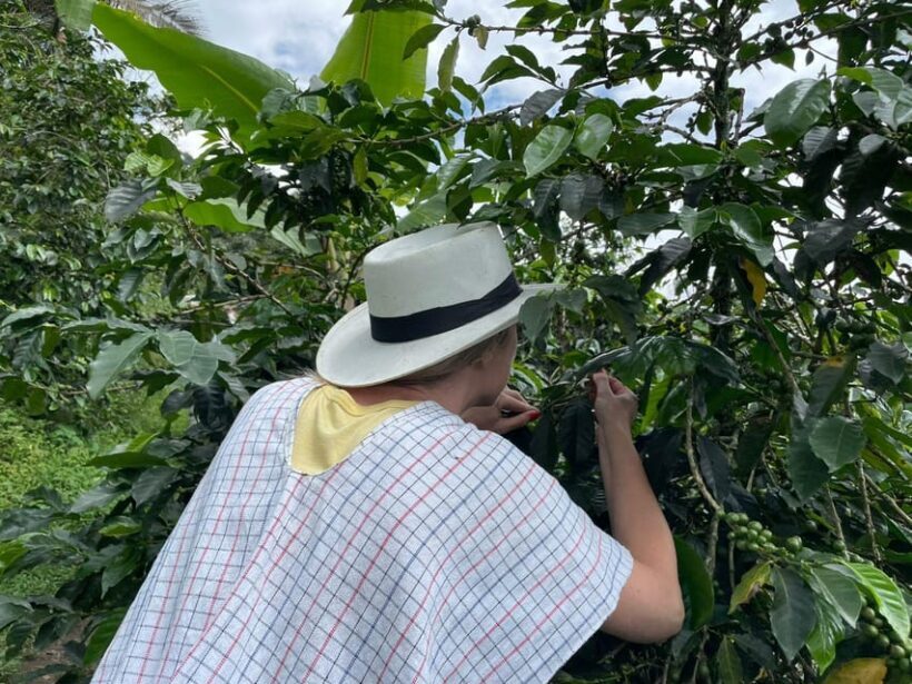MEDELLÍN: HALF-DAY COFFEE TOUR AT LOCAL FAMILY FARM - The Sum Up