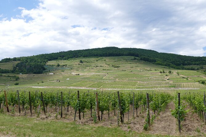 Medieval Alsace and Wine Tasting From Colmar - Inclusions