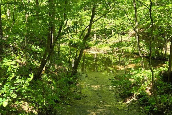 Meditative, Forest Bathing Hike followed by Yoga on the Deck - A Deep Dive into the Experience
