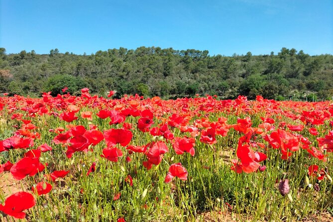 Mediterranean Dream : Cassis, Calanques Boat Ride & Appetizer - Who Should Consider This Tour?