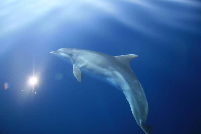 Medulin: Full-Day Boat Tour of the Archipelago w/ Lunch - An In-Depth Look at the Experience