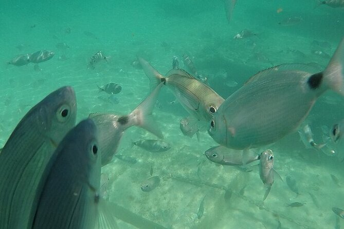 Medulin Glass Boat Tour Experience Review - Meeting and Logistics