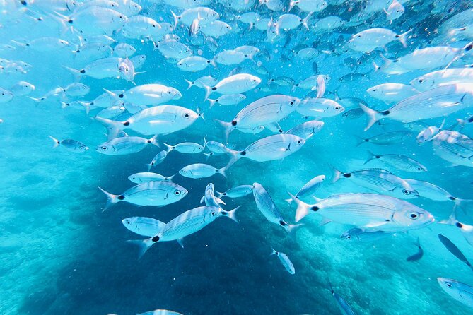 Medulin -Kamenjak 5h boat trip with lunch & drinks on Sandra Boat - Who Would Love This Trip?