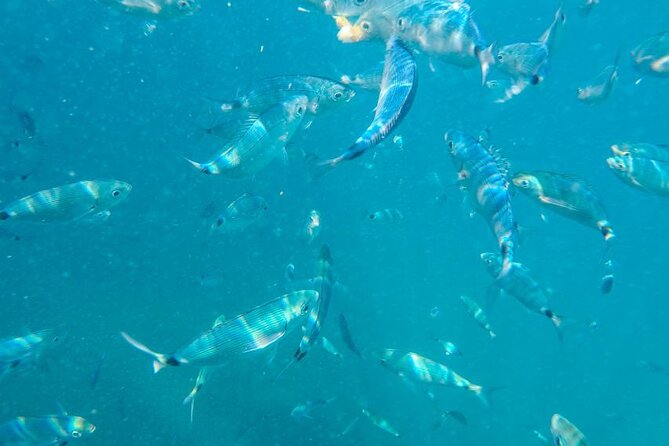 Medulin: Private Glass Bottom Boat Tour to Levan Island - FAQ