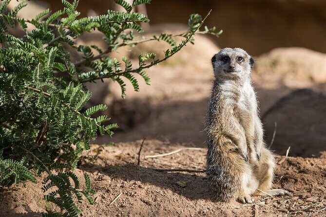 Meerkat Experience at Werribee Open Range Zoo - excl. entry - An Authentic Glimpse into Meerkat Behavior