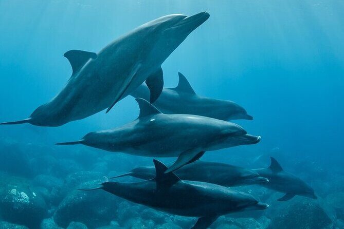 Meet Dolphins in Huatulco - Price and Value Analysis