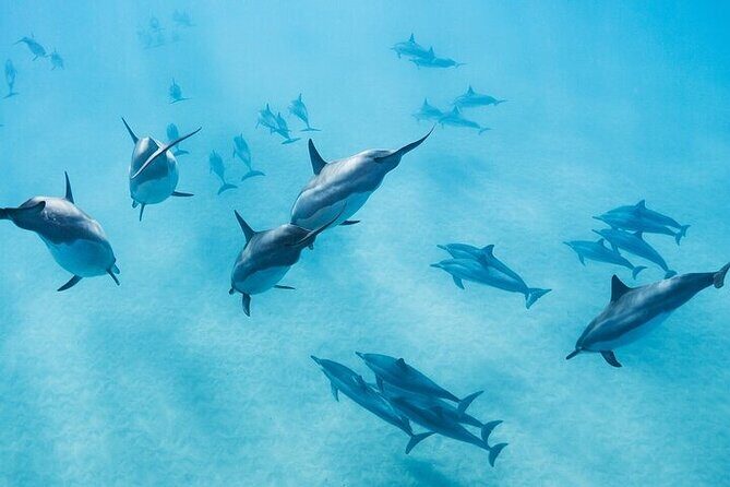Meet Dolphins in Huatulco - The Sum Up