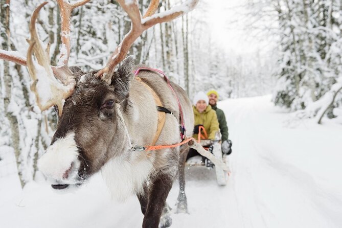 Meet Santa Claus & Santas Reindeer Ride & Greet Huskies - Husky Sled Ride Excitement