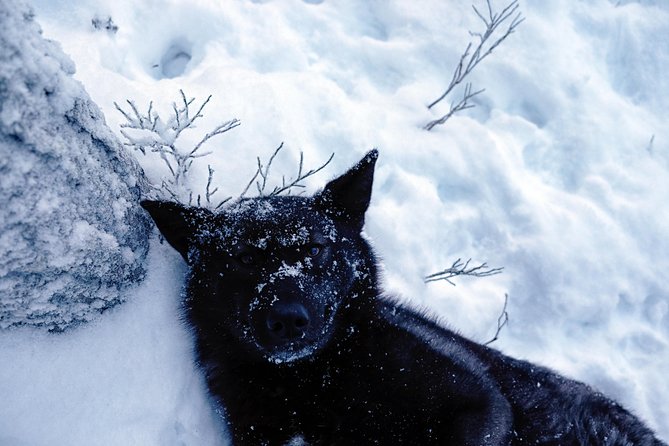 Meet Taivas & the Arctic Wolves - Private Tour - Final Thoughts