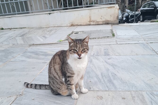 Meet the Cats of Acropolis and Thissio Private Tour - Analyzing the Value and Experience