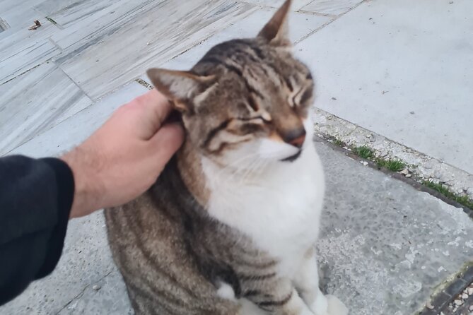 Meet the Cats of Acropolis and Thissio Private Tour - Summary: Who Will Love This Tour?