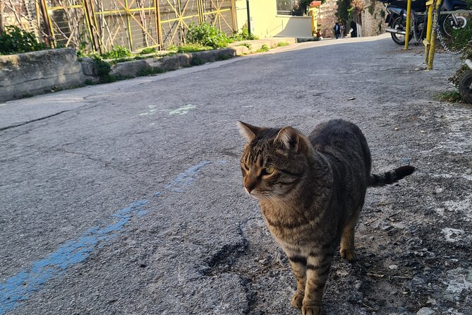 Meet the Cats of Acropolis and Thissio Private Tour - The Sum Up