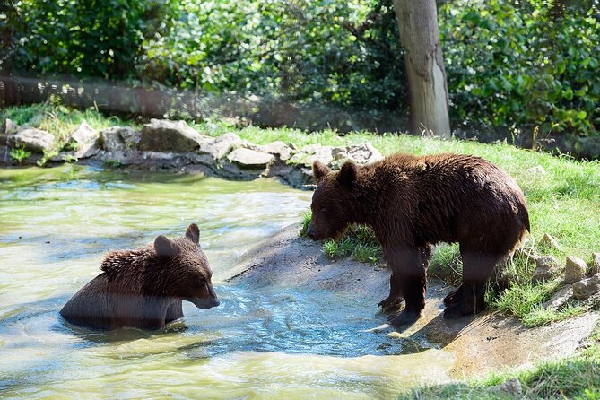 Meet the Free Bears and visit Dracula's Castle in a Day Trip from Bucharest - Authentic Experiences and Practical Tips