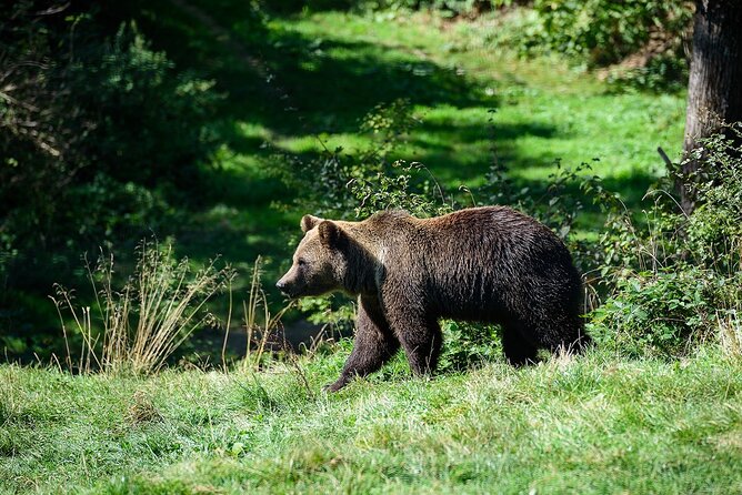 Meet the Free Bears and visit Dracula's Castle in a Day Trip from Bucharest - Who Will Love This Tour?