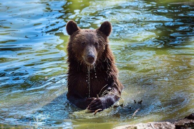 Meet the Free Bears and visit Dracula's Castle in a Day Trip from Bucharest - The Sum Up