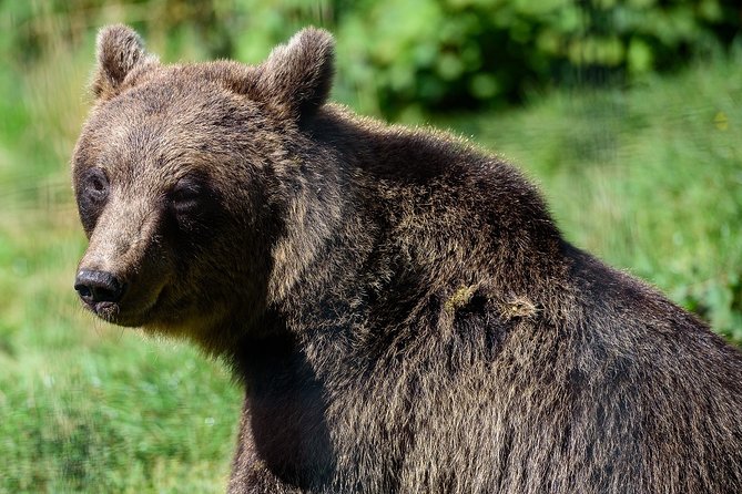 Meet the Free Bears and visit Dracula's Castle in a Day Trip from Bucharest - FAQ