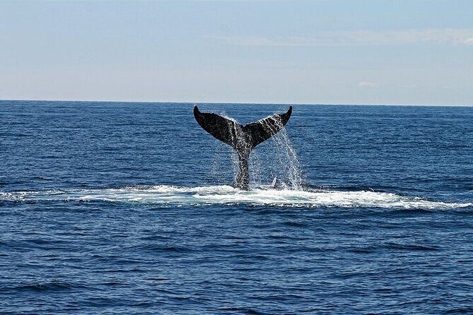 Meet the giants of the seas Semi-private whale trip - Final Thoughts
