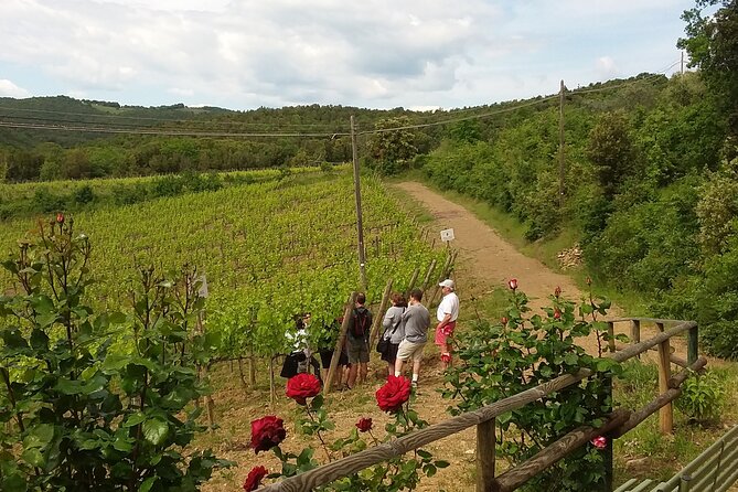 Meet the king of the territory: Brunello di Montalcino - Key Points