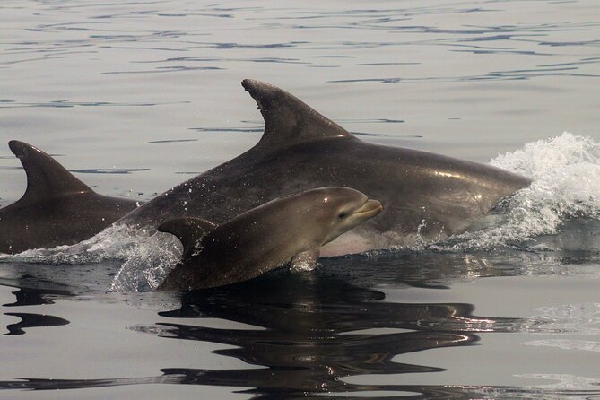 Meet the Lisbon Dolphins - Dolphin Watching in Lisbon - Meeting Point and Tour Schedule