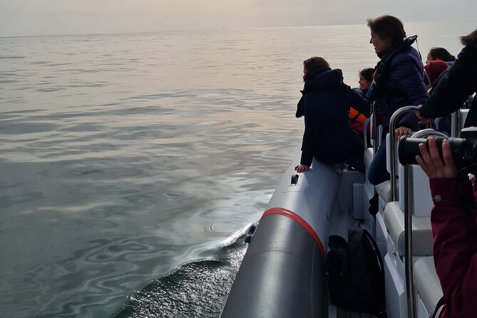 Meet the Lisbon Dolphins - Dolphin Watching in Lisbon - Health and Safety Considerations