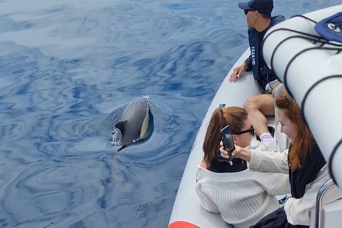 Meet the Lisbon Dolphins - Dolphin Watching in Lisbon - Traveler Reviews and Feedback