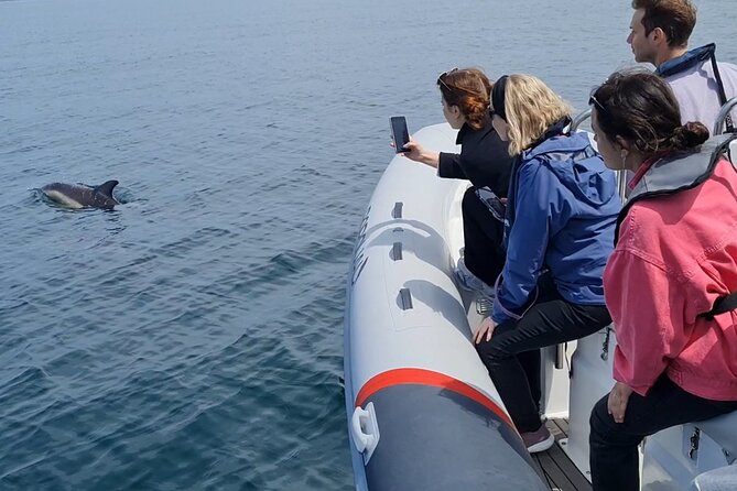 Meet the Lisbon Dolphins - Dolphin Watching in Lisbon - Preparing for Your Dolphin Watching Adventure