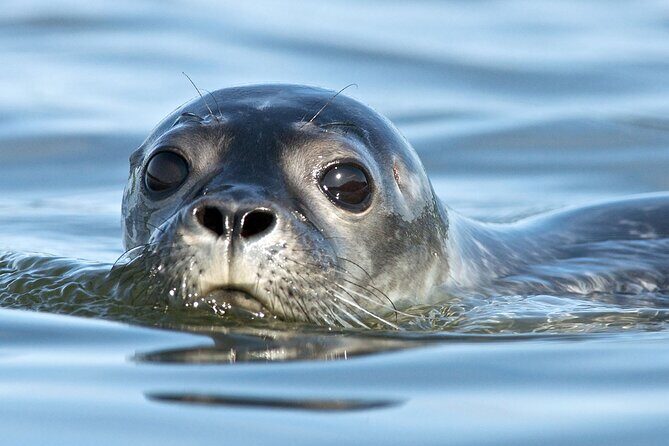 Meet The Seals Boat Tour - Travel by boat to a Secret Seal Cove - The Overview: What to Expect on the Meet The Seals Boat Tour