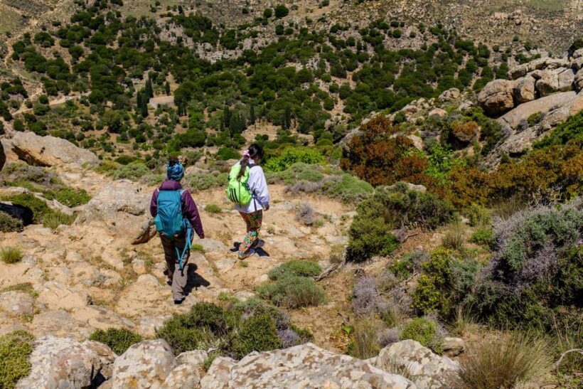 Meet the trees in Cyclades Hiking (Small group experience) - FAQs