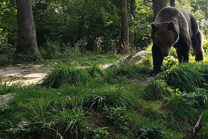 Meet Wild Brown Bears on the Roads to Real Dracula's Fortress - FAQ