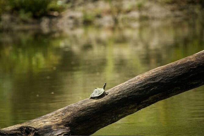 Meghalaya With Kaziranga - An Honest Look at the Tour Experience