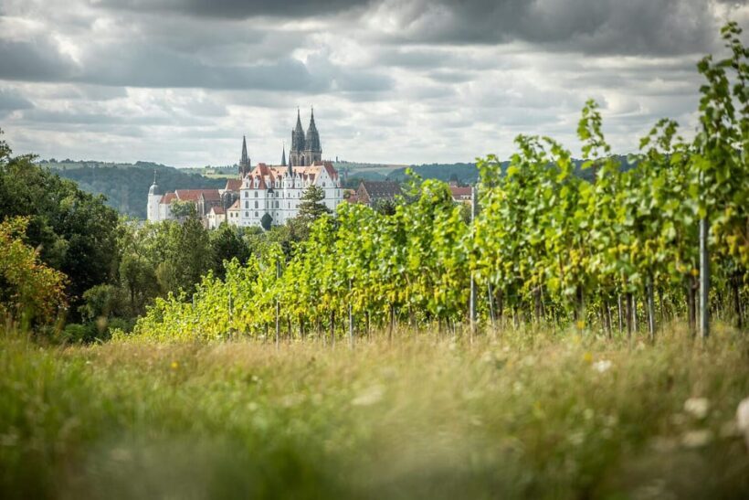 Meissen: Wine hike in the Proschwitz vineyards incl. 3-person wine tasting - Exploring the Proschwitz Vineyards: What You Can Expect
