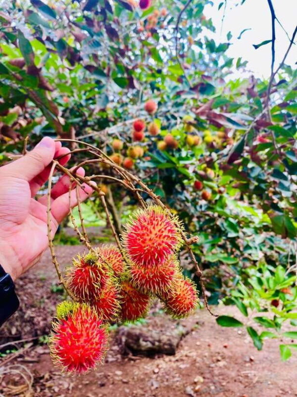 Mekong Delta 2 days Tour :Explore Cai Rang Floating Market - Day Two: Floating Markets and More