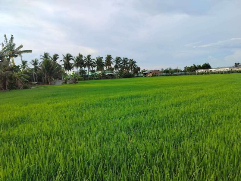 Mekong Delta Day Trip: Explore Cycling & Cook Classes Farm - Who Will Love This Tour?