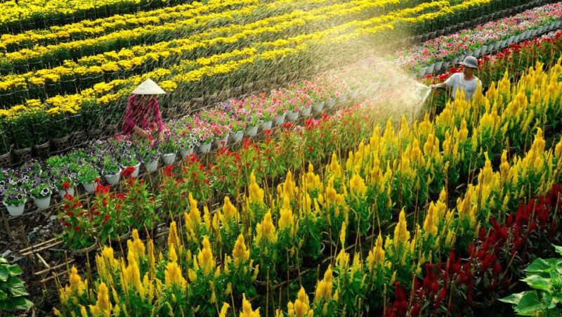 Mekong Delta Tour 2-Day (SaDec  Can Tho - My Tho - Ben Tre) - Key Points