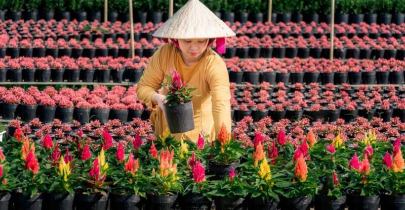 Mekong Delta Tour 2-Day (SaDec  Can Tho - My Tho - Ben Tre) - Who Will Love This Tour?