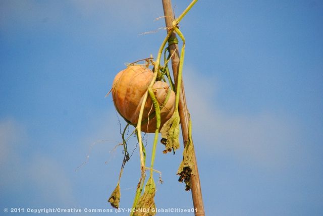 Mekong tour: Cai Be - Can Tho Floating Market 2 days - FAQ