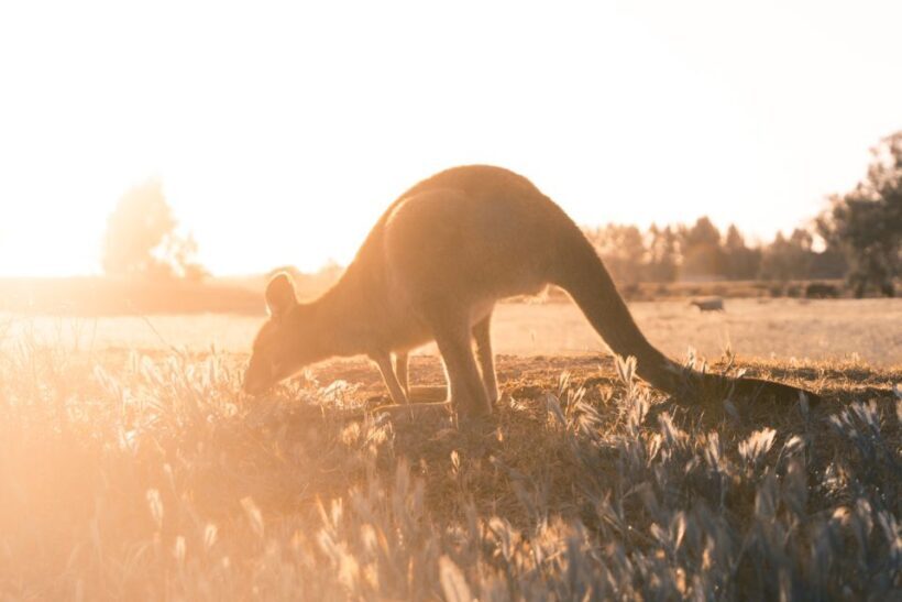 Melbourne: 12 Apostles, Otways & Great Ocean Road Day Tour - What’s Included and What’s Not