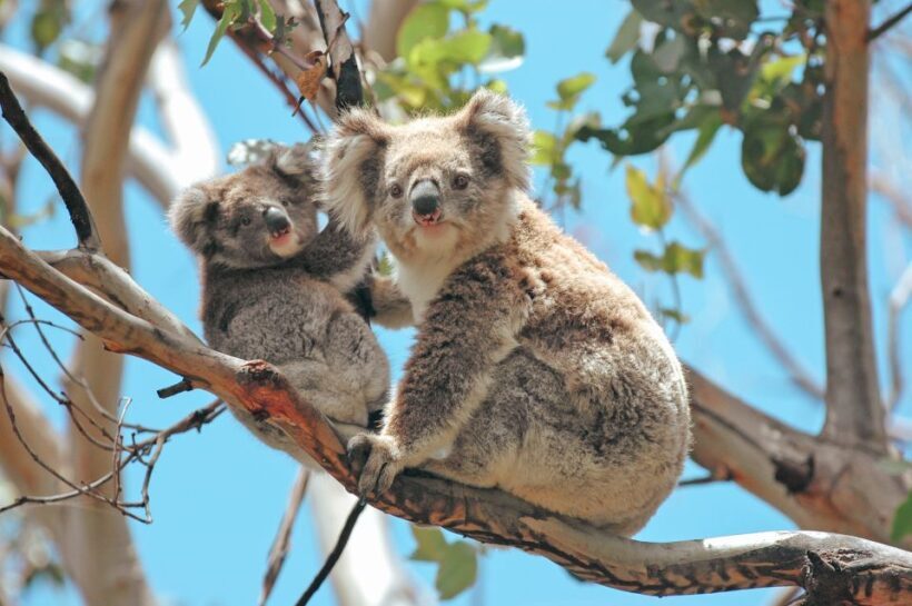 Melbourne: 12 Apostles, Otways & Great Ocean Road Day Tour - Who Is This Tour Best For?