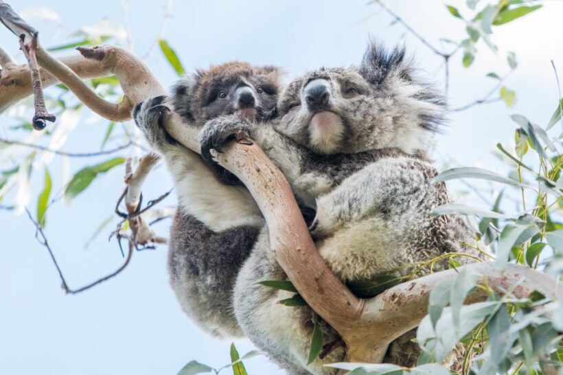 Melbourne: 2-Day Great Ocean Road & Grampians Tour - The Experience in Detail
