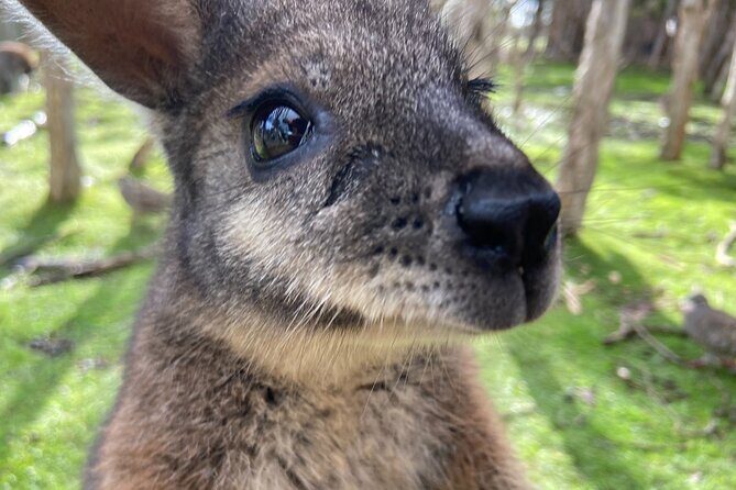 Melbourne and Moonlit Sanctuary Shore Excursion - Who Should Consider This Tour?