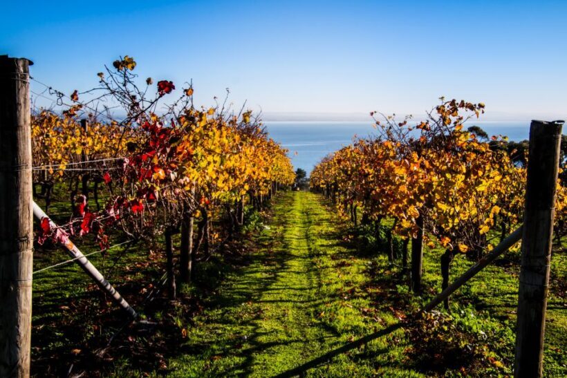 Melbourne: Around the Bay Food & Wine Taste Trail - Who Should Consider This Tour?
