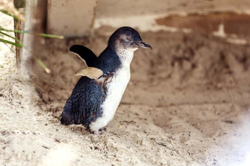 Melbourne: Coastal View & Phillip Isand Penguin Parade Tour - A Closer Look at Your Day