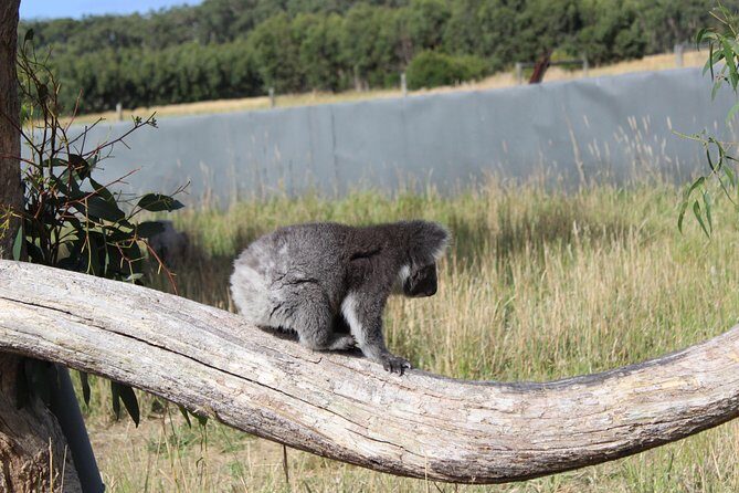 Melbourne Combo: Great Ocean Road Day Trip and Phillip Island Day Trip from Melbourne - Who Is This Tour Best For?