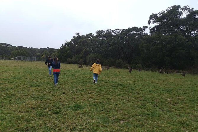 Melbourne Combo: Great Ocean Road Day Trip and Phillip Island Day Trip from Melbourne - The Sum Up