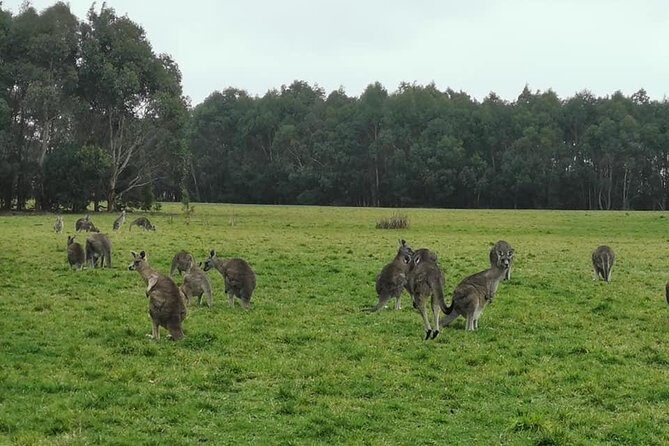 Melbourne Combo: Great Ocean Road Day Trip and Phillip Island Day Trip from Melbourne - FAQ