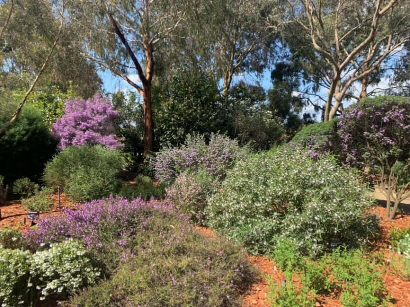 Melbourne: Cranbourne Gardens Electric Explorer Tour - Introduction: Why This Tour Might Be Just Right for You