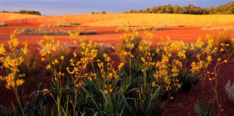 Melbourne: Cranbourne Gardens Electric Explorer Tour - The Practicalities and Value