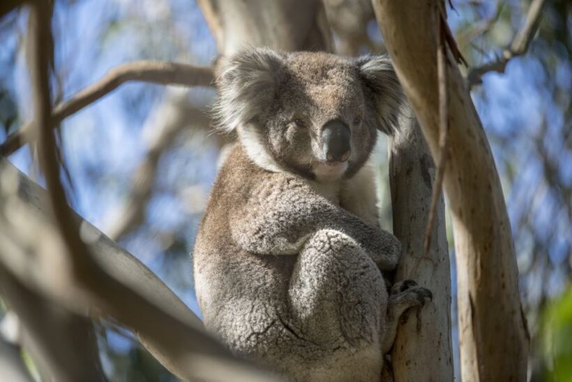 Melbourne: French and Phillip Island Wildlife Expedition - Practical Tips for Travelers