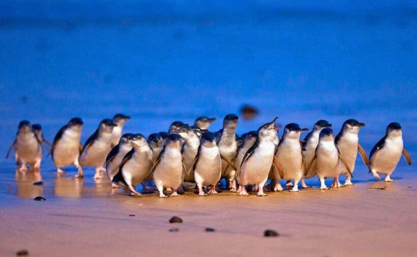 Melbourne: Great Ocean Road, Penguin Parade & Free City Tour - Key Points